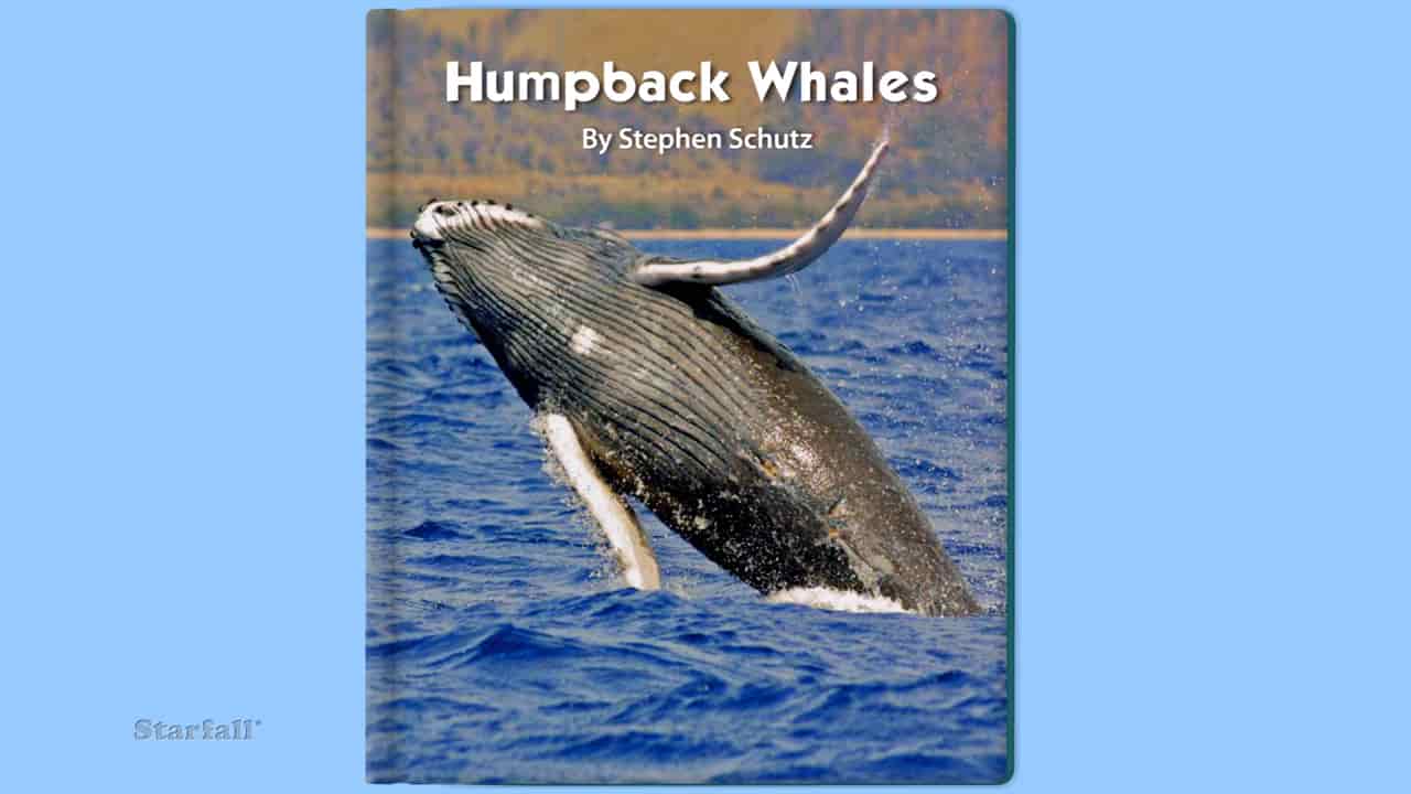 Humpback Whales - Enhanced Accessible Activity